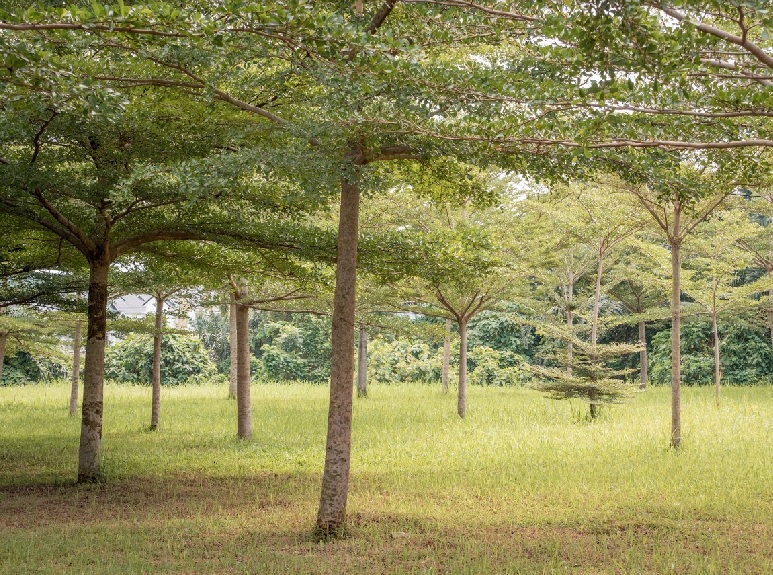 RTH Semakin Sering Dijumpai Di Perumahan Apa Saja Fungsinya?
